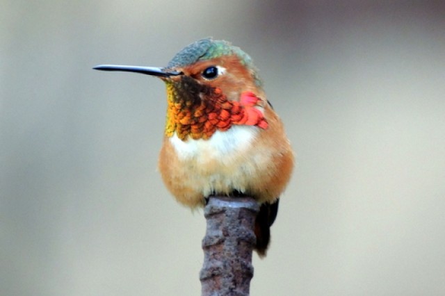 Nature Gardens Turn 10 | Natural History Museums of Los Angeles County