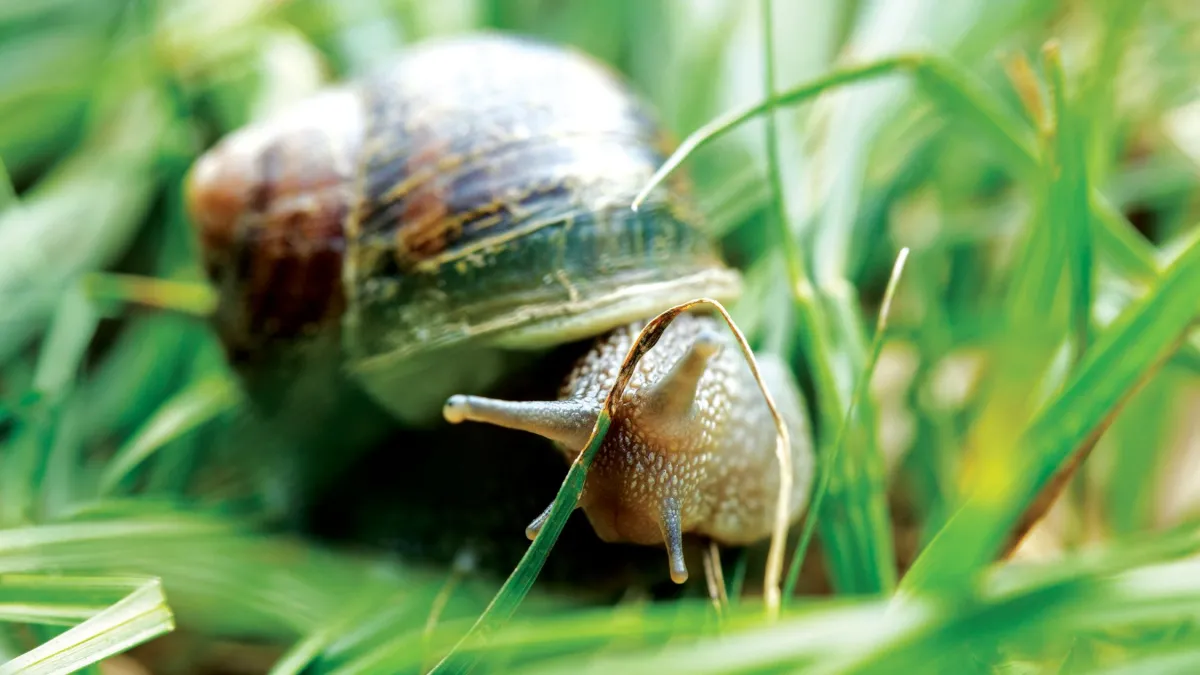 Snail Scavenger Hunt | Natural History Museums of Los Angeles County