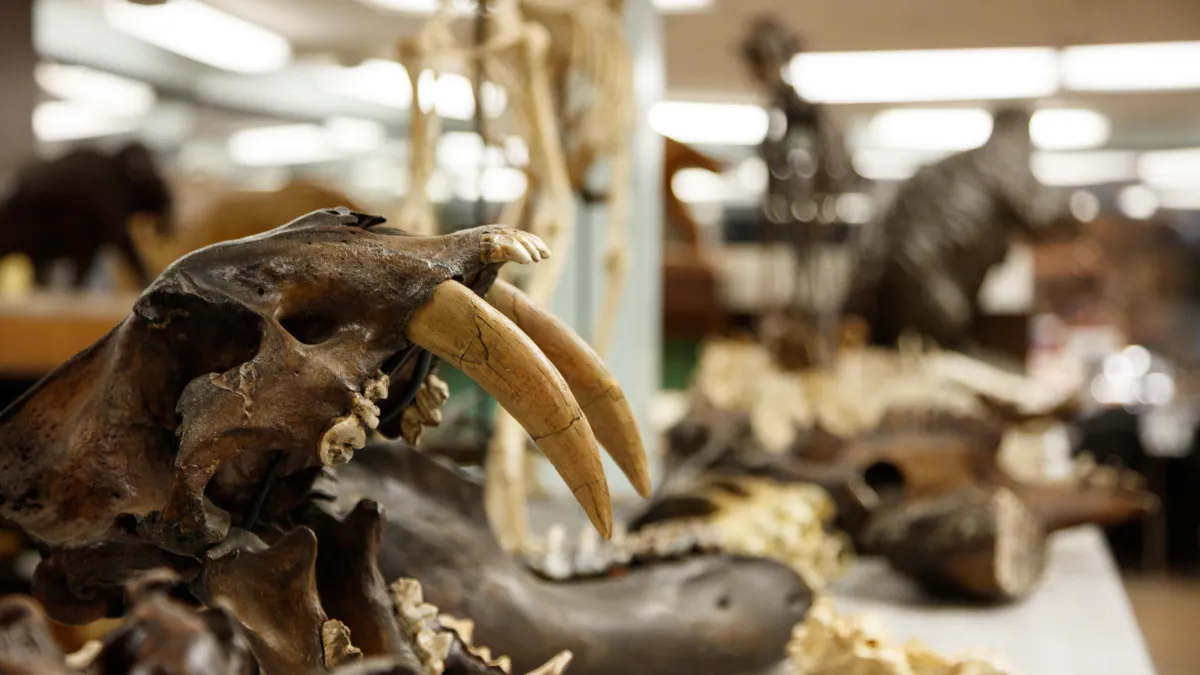 Tar Pits Fossil Count | Natural History Museums of Los Angeles County