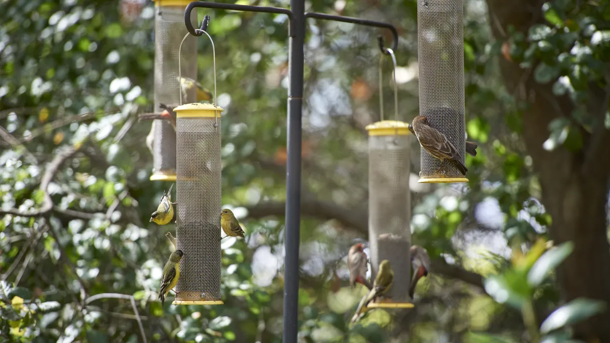 Observing Bird Behavior | Natural History Museums of Los Angeles County