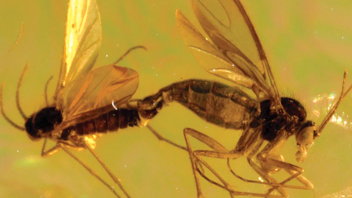 Trapped in Amber | Natural History Museums of Los Angeles County