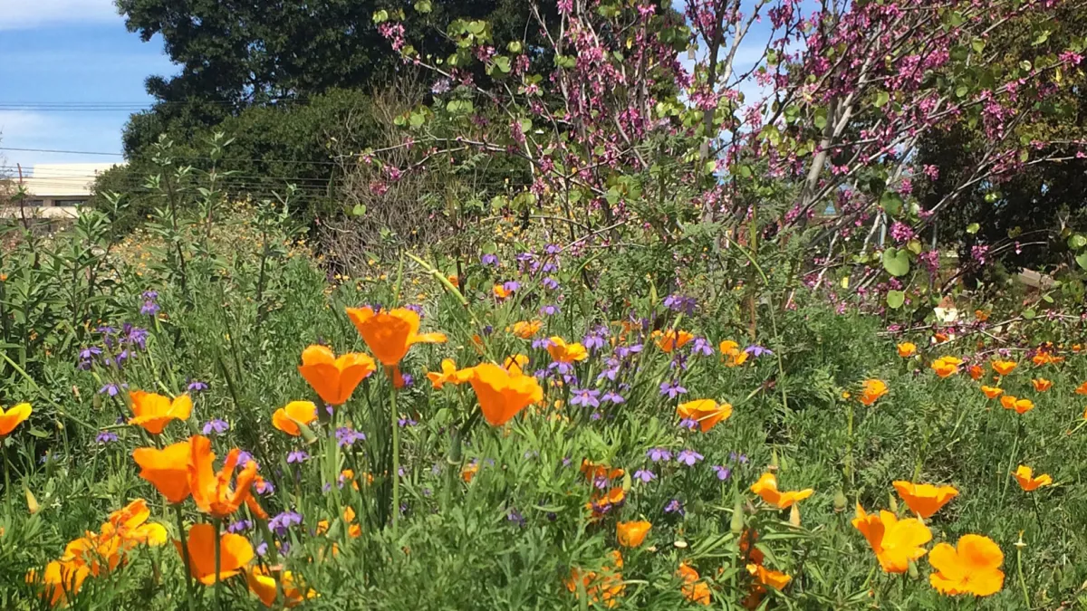 Living Collections Scavenger Hunt | Natural History Museums of Los ...