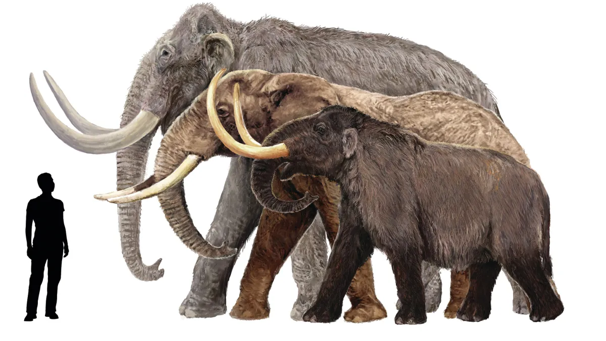 Mammoths and Mastodons Scavenger Hunt | Natural History Museums of Los ...