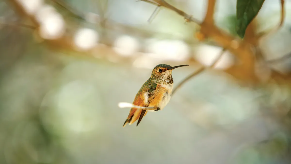 A Charm of Hummingbirds in DTLA | Natural History Museums of Los ...