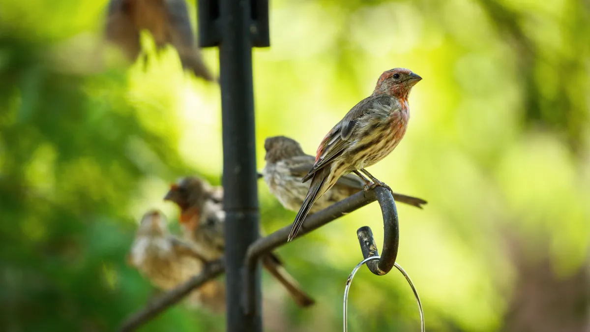 Nature Gardens Exploration: Birding | Natural History Museums of Los ...