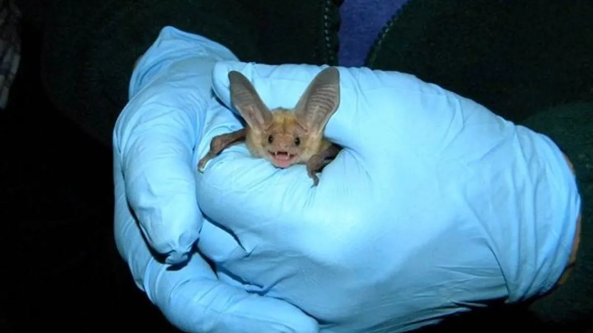 We Found Bats Living at La Brea Tar Pits! | Natural History Museums of ...