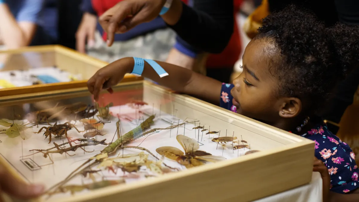Inside the Insect Collection | Natural History Museums of Los Angeles ...