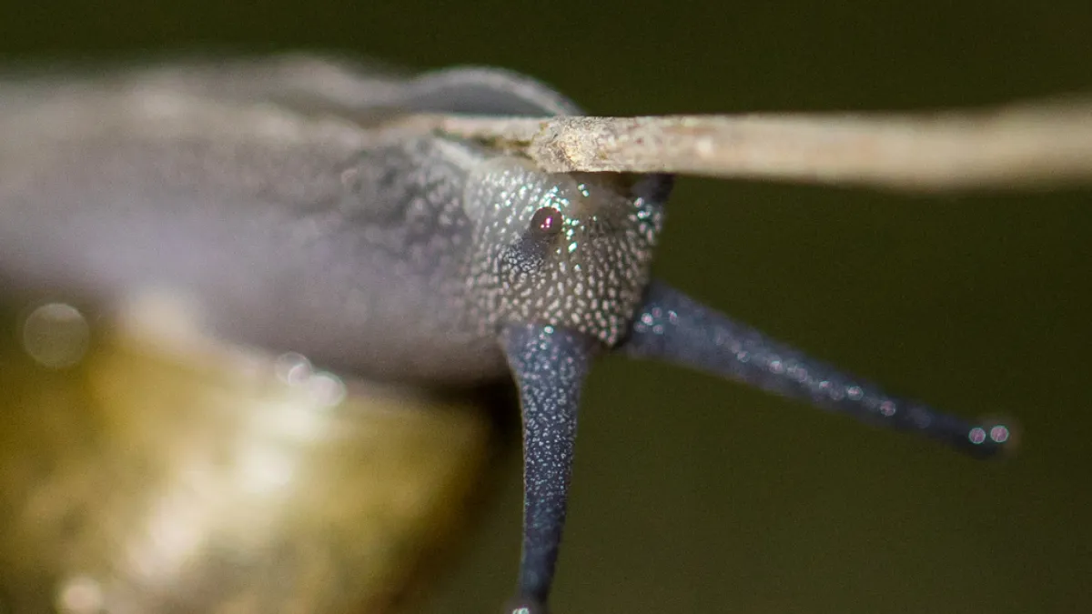 Snails, Camera, Action! | Natural History Museums of Los Angeles County
