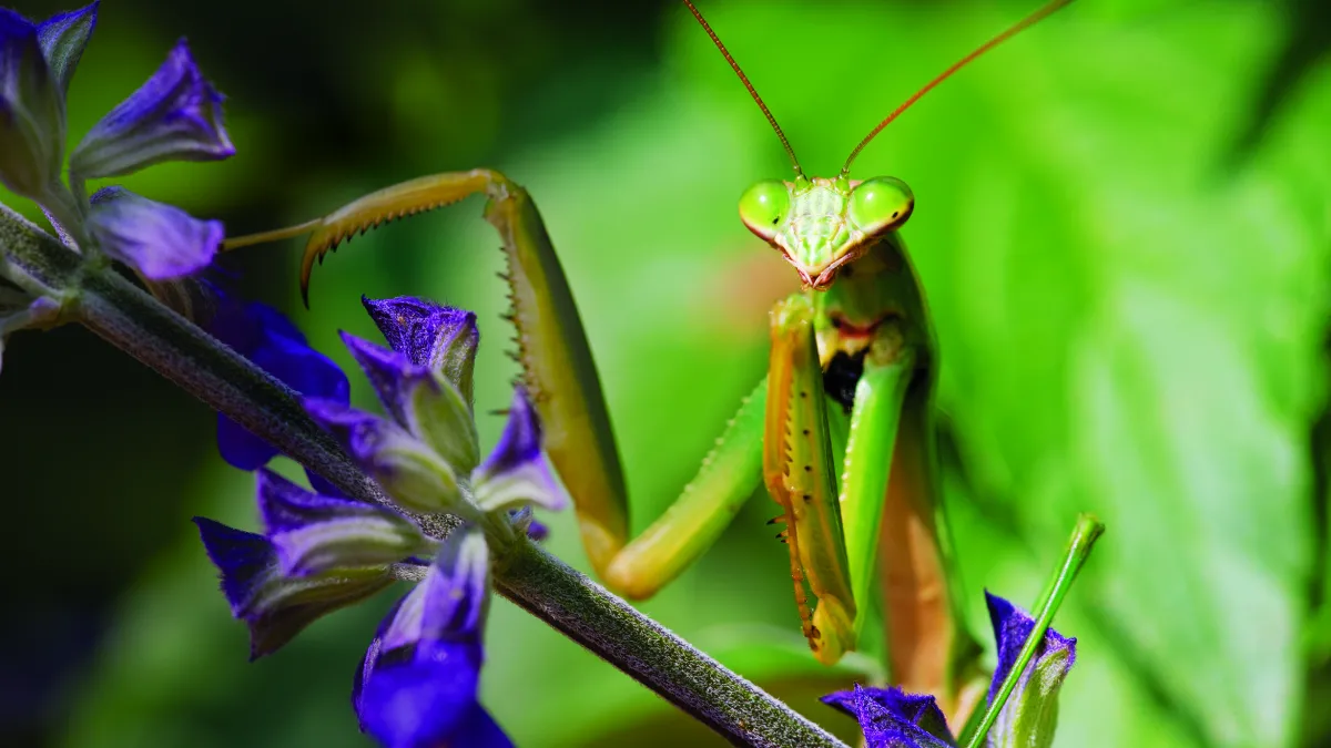 Charming Creatures and Caring Keepers: Let’s learn about camouflage ...