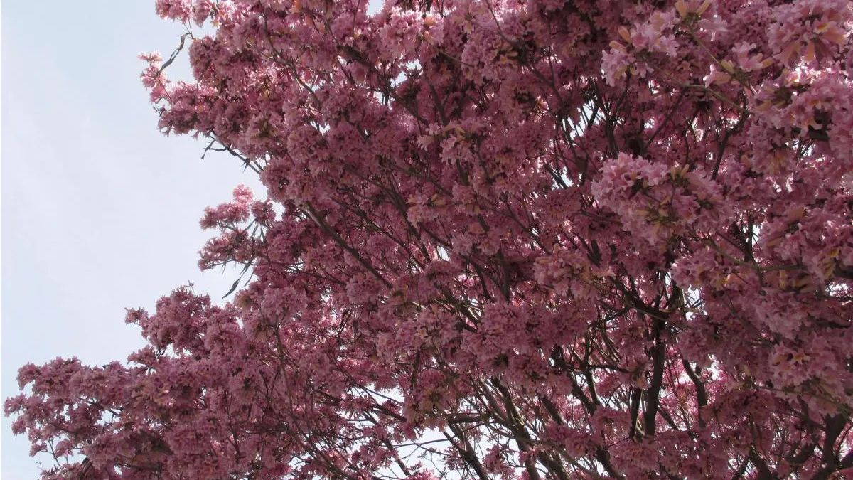 L.A.'s Street Trees | Natural History Museums of Los Angeles County