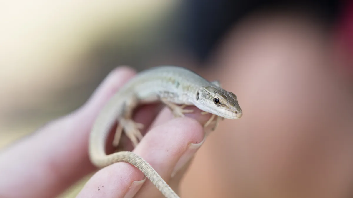Lizard Scavenger Hunt | Natural History Museums of Los Angeles County