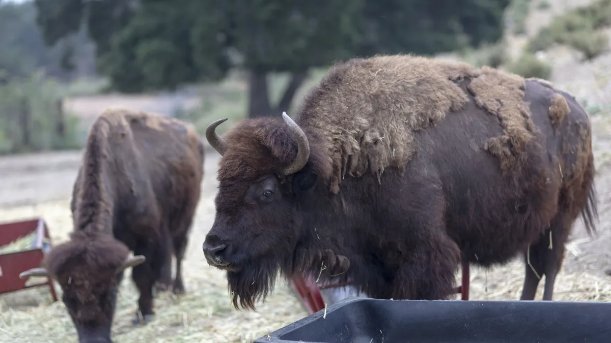 Animals at Hart | Natural History Museums of Los Angeles County