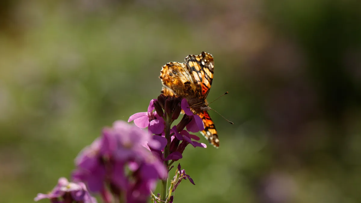 Butterfly Scavenger Hunt | Natural History Museums of Los Angeles County