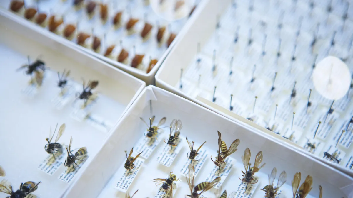 Classifying Insects | Natural History Museums of Los Angeles County