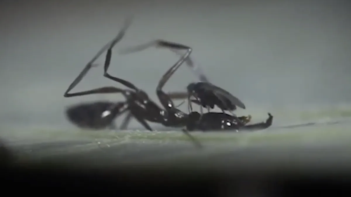 Mind-Blown Science: The Ant-decapitating Fly | Natural History Museums ...