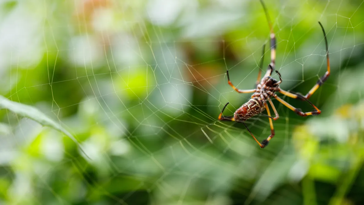 Activate Your Spider Sense | Natural History Museums of Los Angeles County