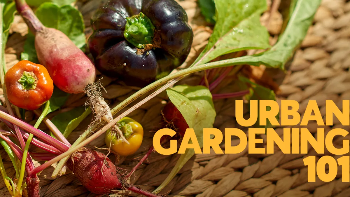 Urban Gardening 101: Planting and Watering | Natural History Museums of ...