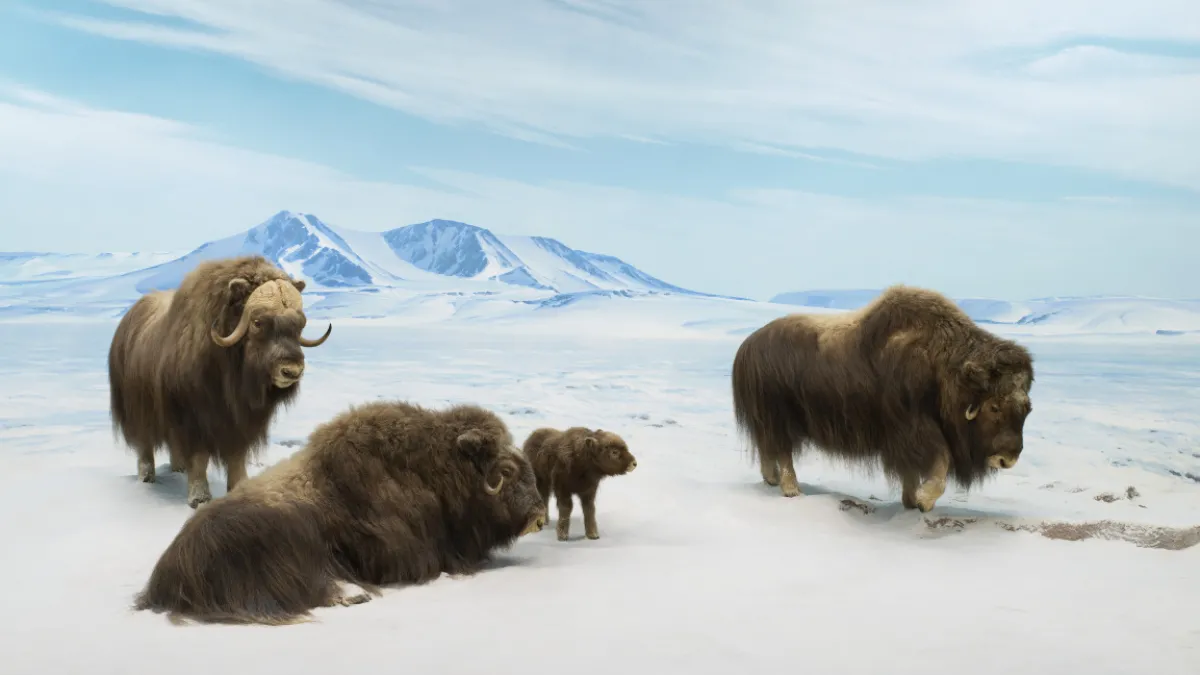 Year of the Ox | Natural History Museums of Los Angeles County