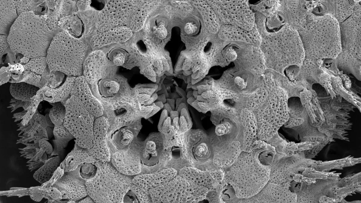 Happy Hour: Getting Really Small with Dr. Jody Martin | Natural History ...