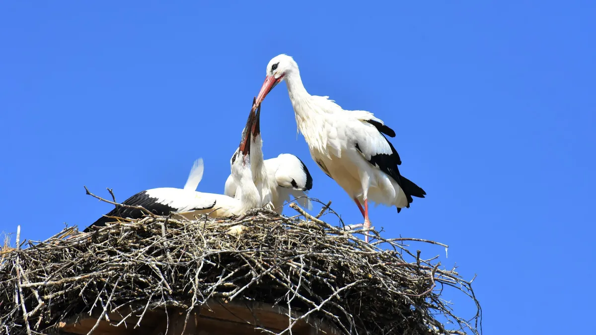 Armenia's White Storks | Natural History Museums of Los Angeles County