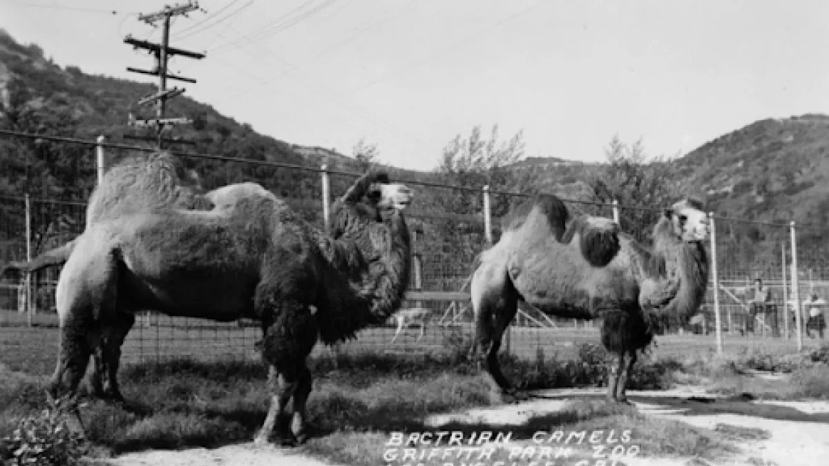 Topsy the Camel | Natural History Museums of Los Angeles County