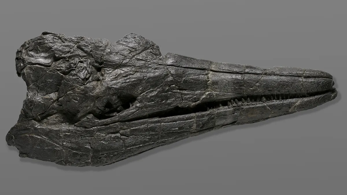 Ichthyosaur | Natural History Museums of Los Angeles County