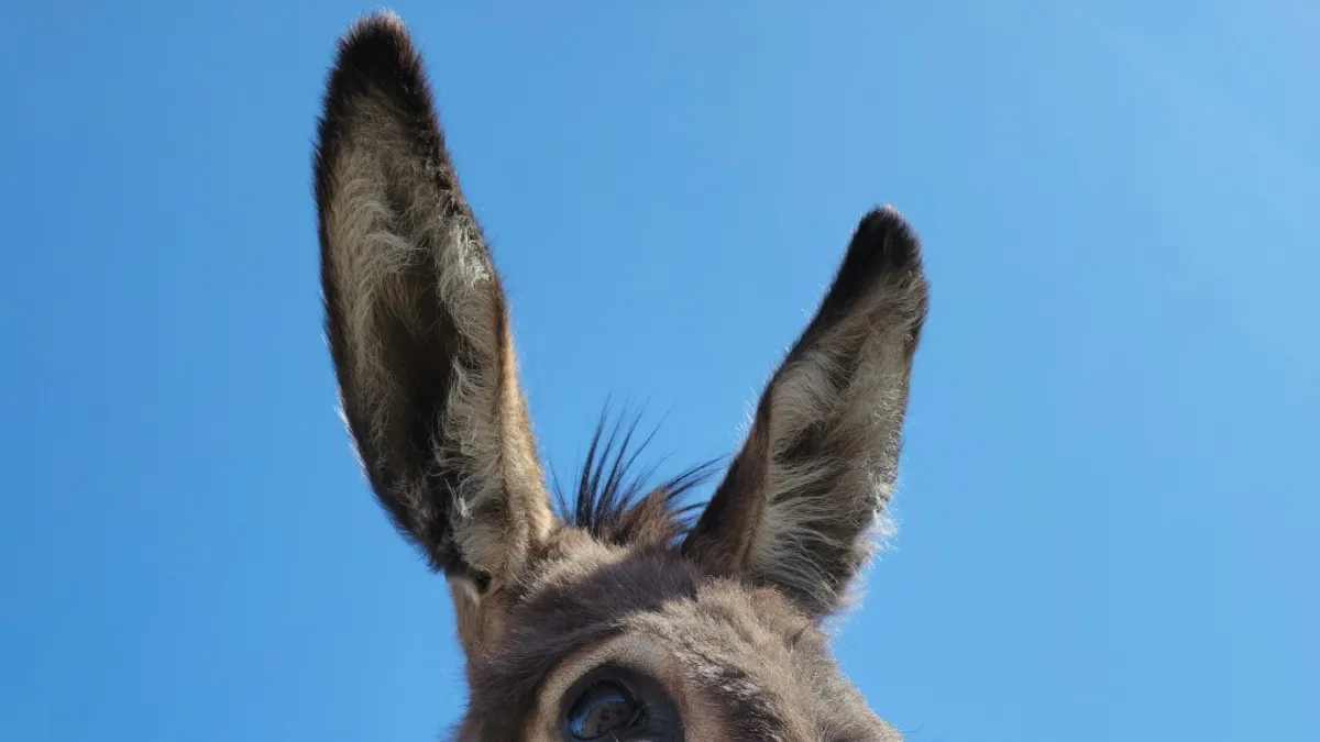 Burro-Ing Into the Past | Natural History Museums of Los Angeles County