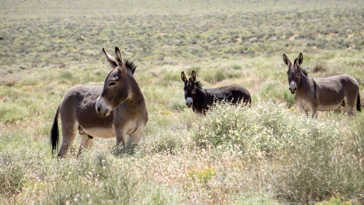 Burro-ing Into the Past | Natural History Museums of Los Angeles County