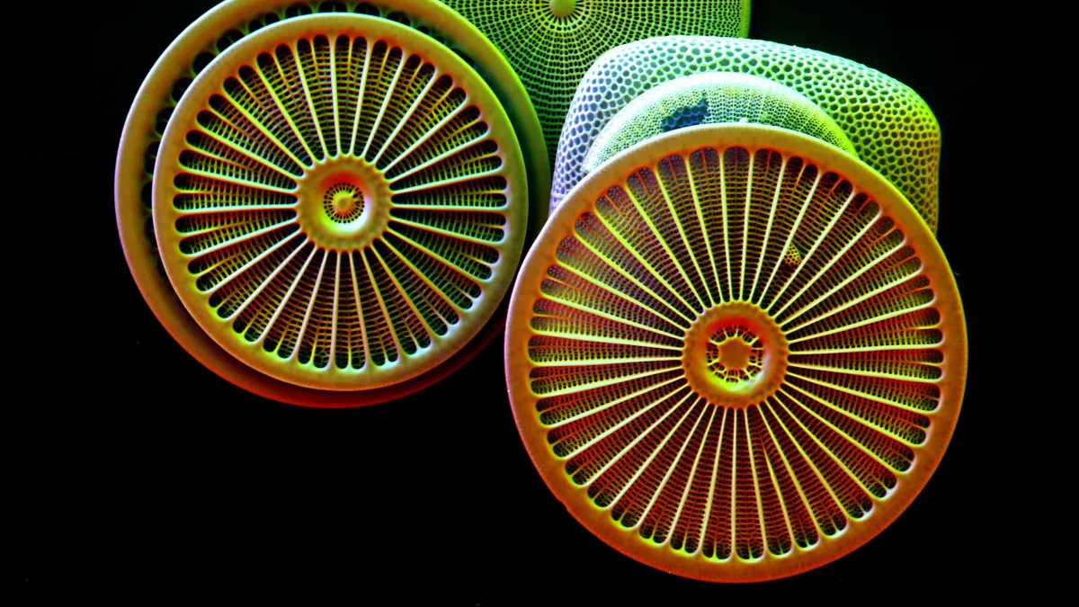 Scanning Electron Microscope Lab | Natural History Museums of Los ...