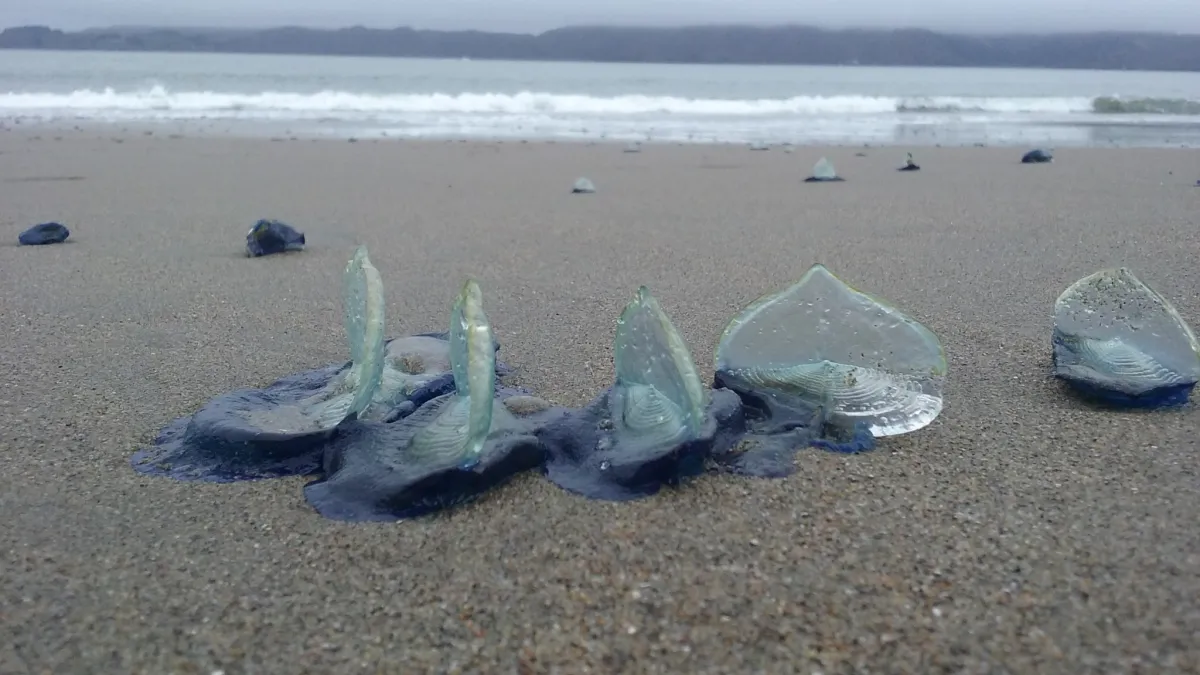 What are those blue blobs on the beach? | Natural History Museums of ...