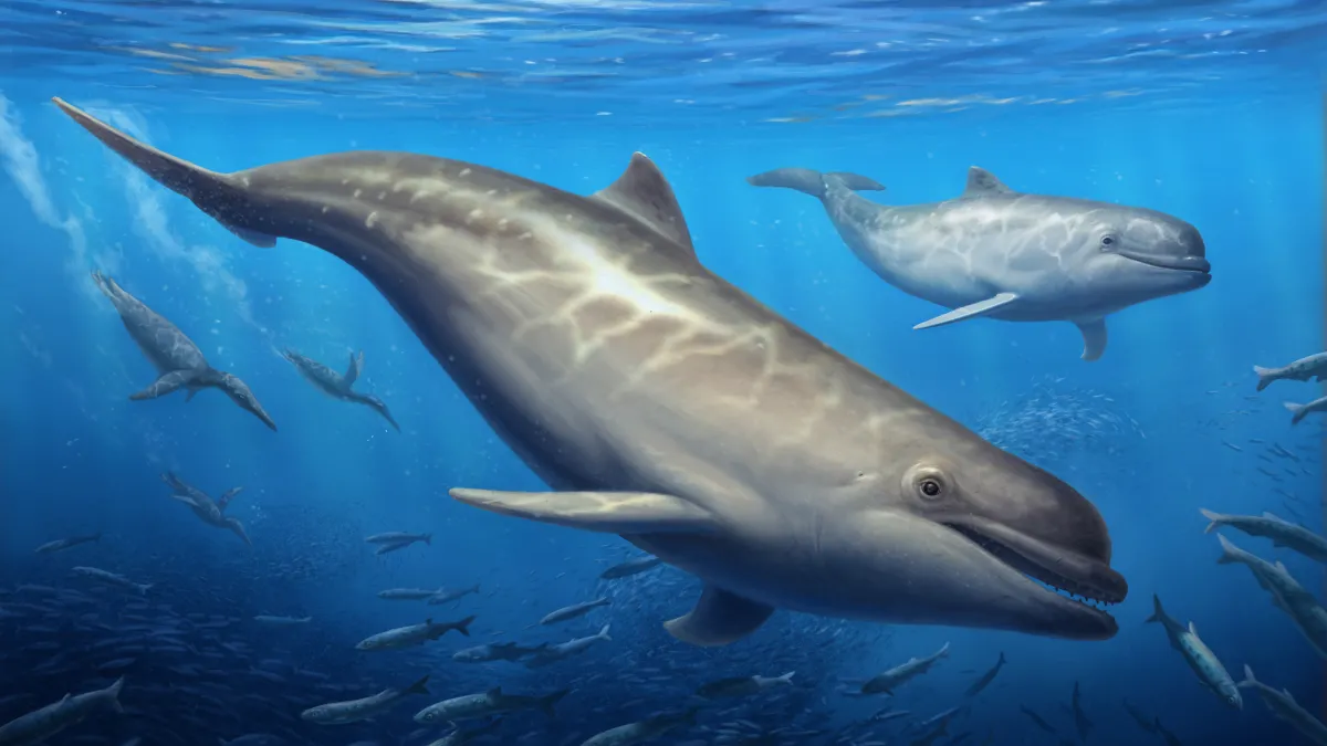 The Tooth About Dolphins’ Oldest Ancestors: New Species of Early ...