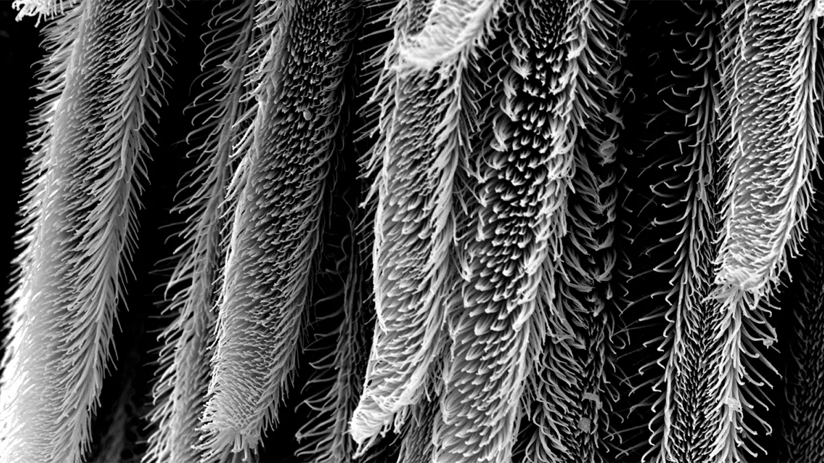 Scanning Electron Microscope Lab | Natural History Museums of Los ...