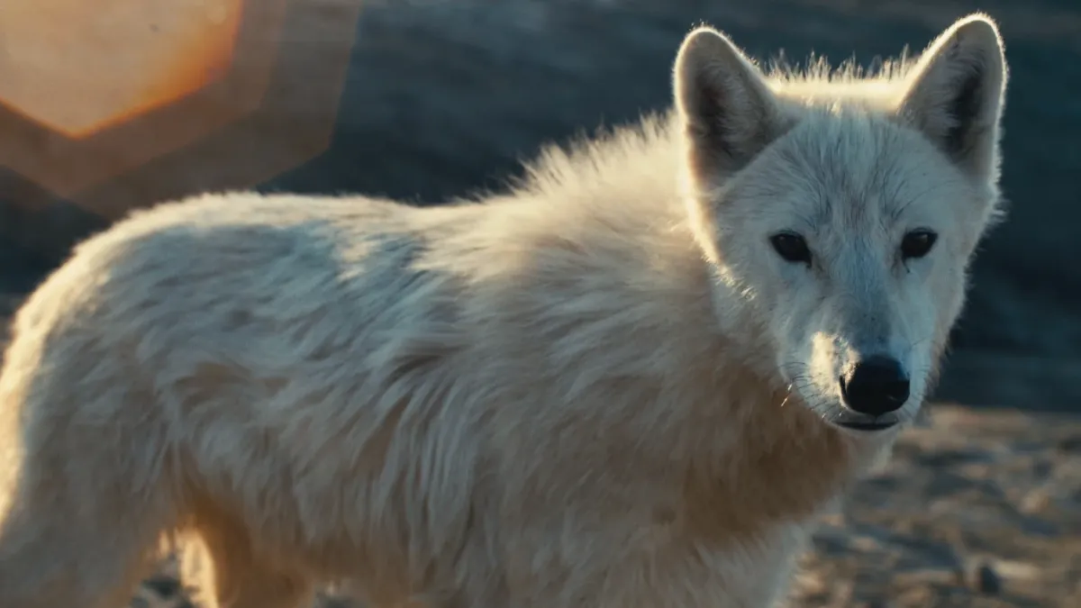 Wolves V California | Natural History Museums of Los Angeles County