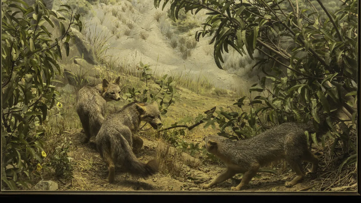 Fox Skull Size Change | Natural History Museums of Los Angeles County