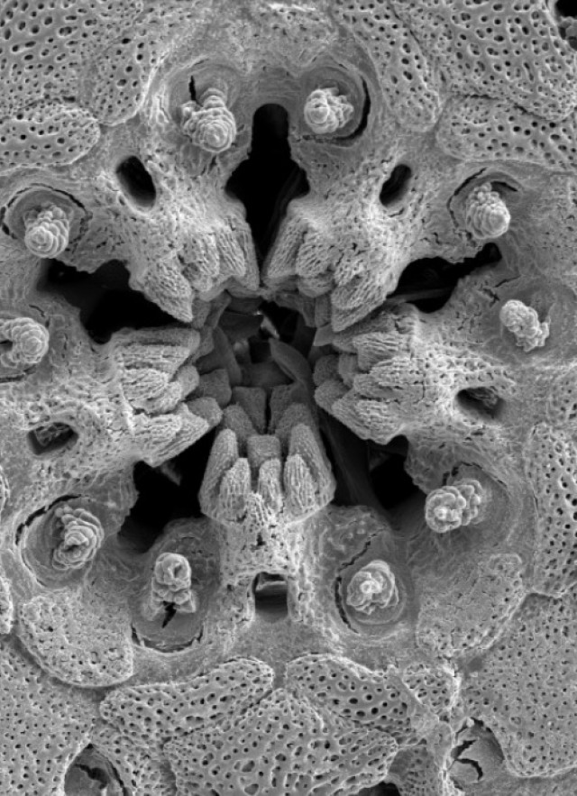 Happy Hour: Getting Really Small with Dr. Jody Martin | Natural History ...