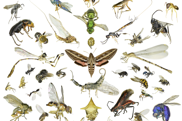 Insects | Natural History Museums of Los Angeles County